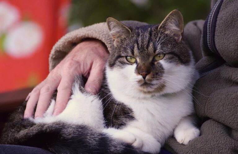 Understanding Feline Heart Disease: Symptoms, Causes, and Treatment ...
